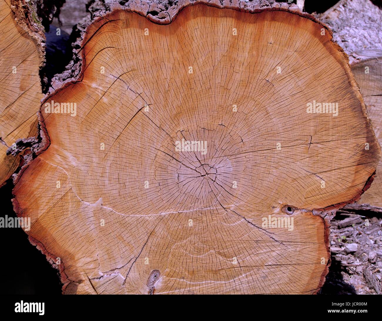 Cross section of oak log with bark Stock Photo - Alamy