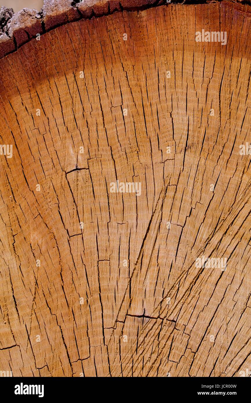 Cross section of oak log with bark Stock Photo - Alamy