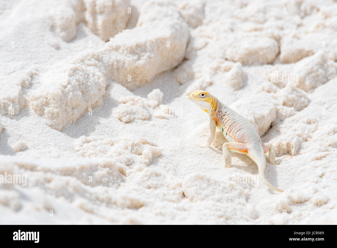 Holbrookia maculate hi-res stock photography and images - Alamy