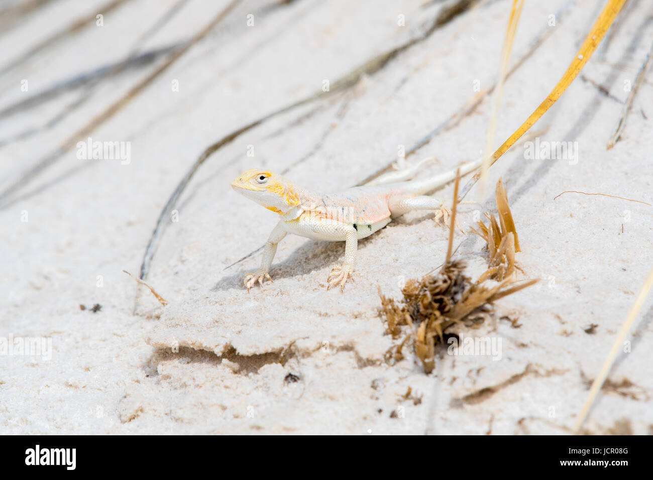 Bleached Earless lizard, (Holbrookia maculate ruthveni), White Sands ...