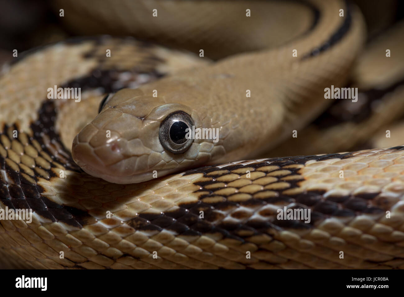 Northern Trans-pecos Ratsnake, (Bogertophis subocularis subocularis ...