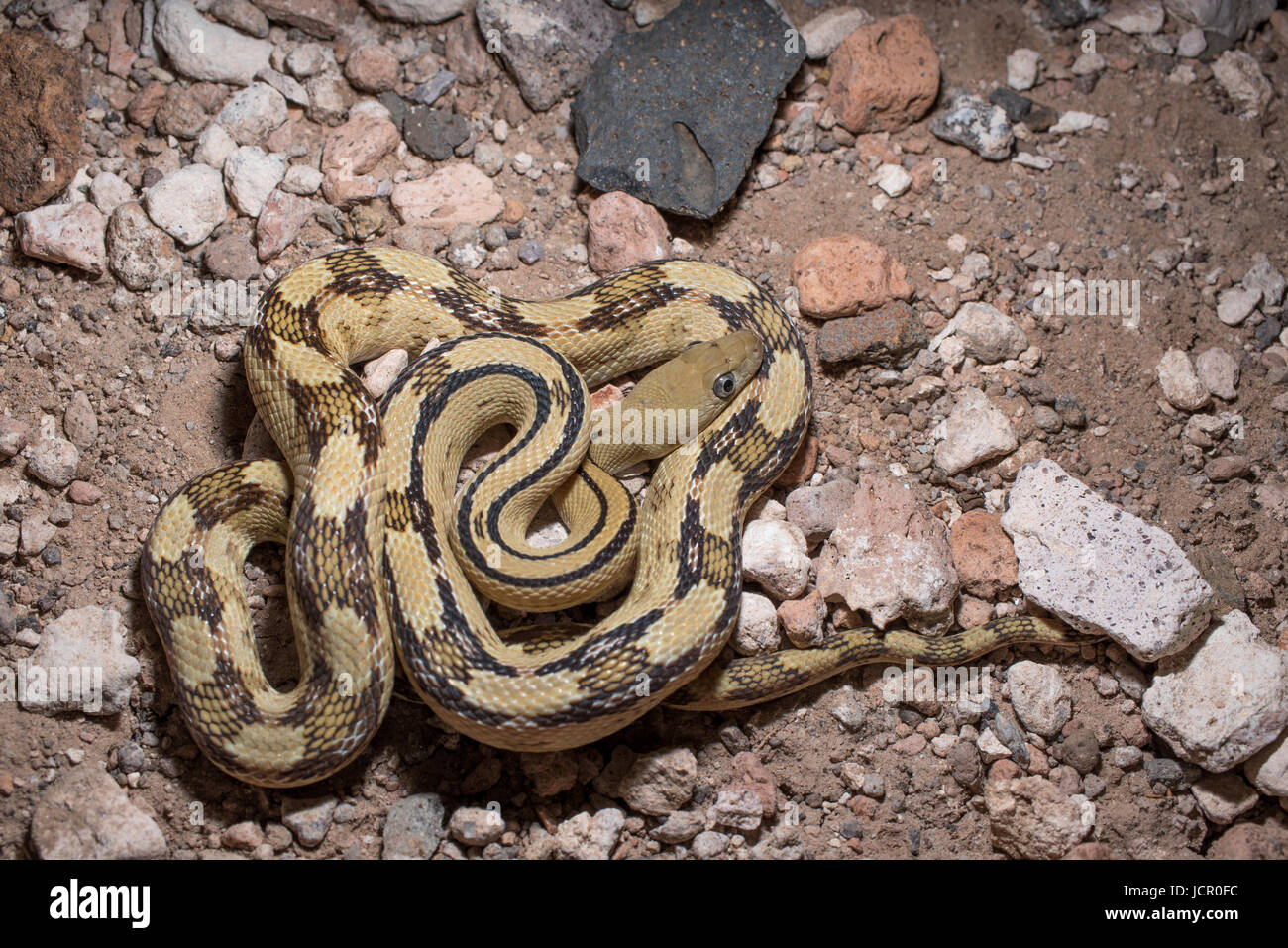 Trans pecos ratsnake hi-res stock photography and images - Alamy