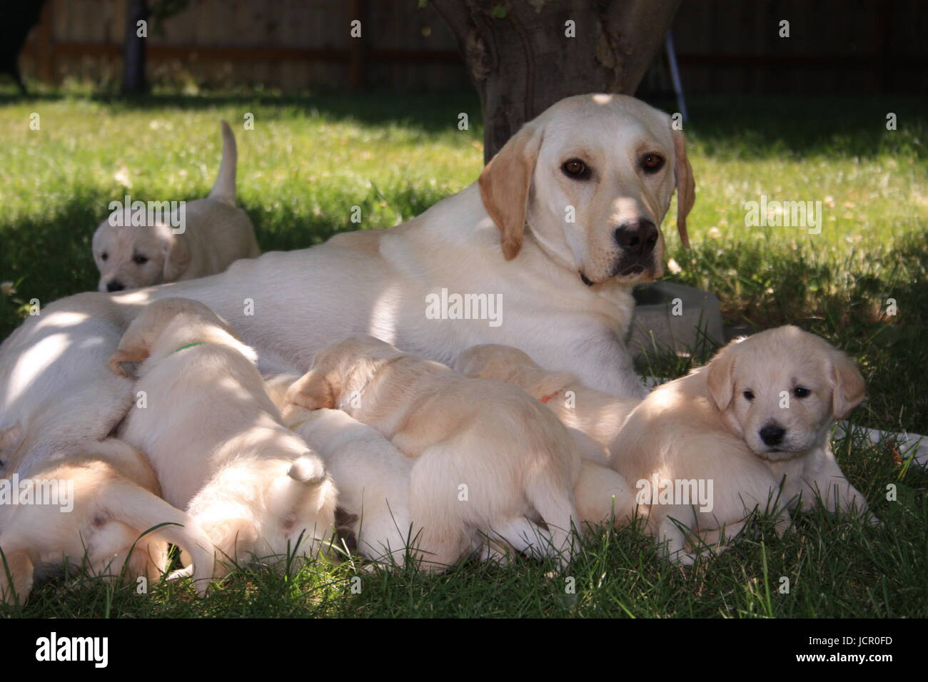 3 week old pups Stock Photo - Alamy