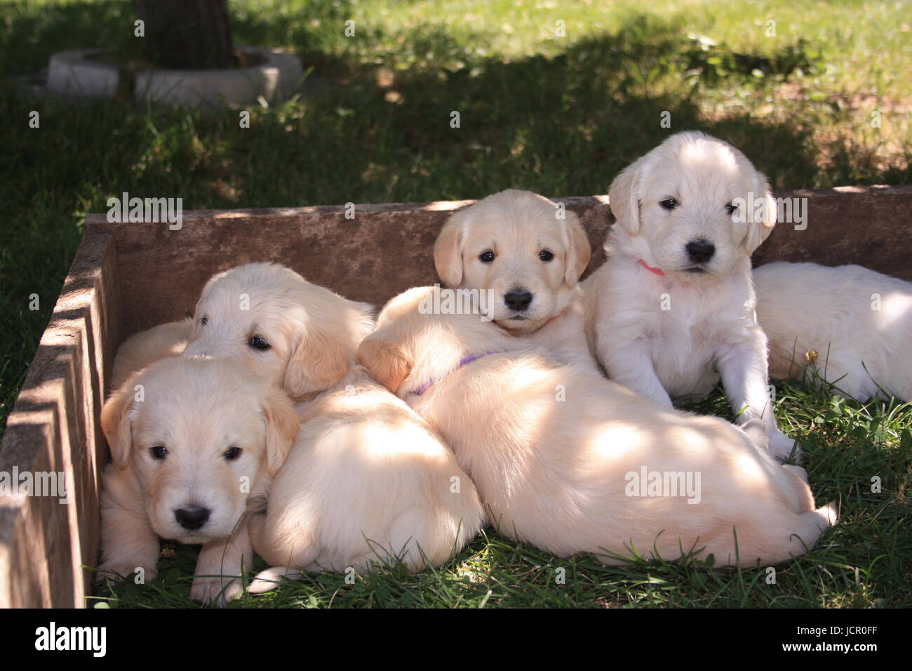 3 week old pups Stock Photo - Alamy