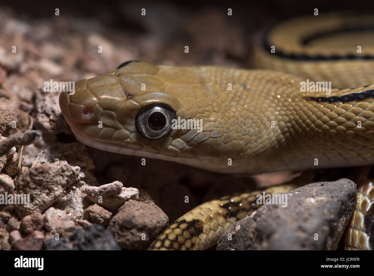 Trans pecos ratsnake hi-res stock photography and images - Alamy