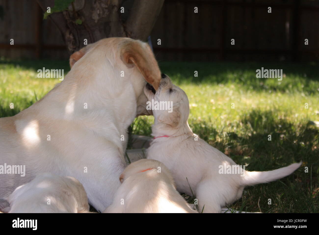 3 week old pups Stock Photo - Alamy