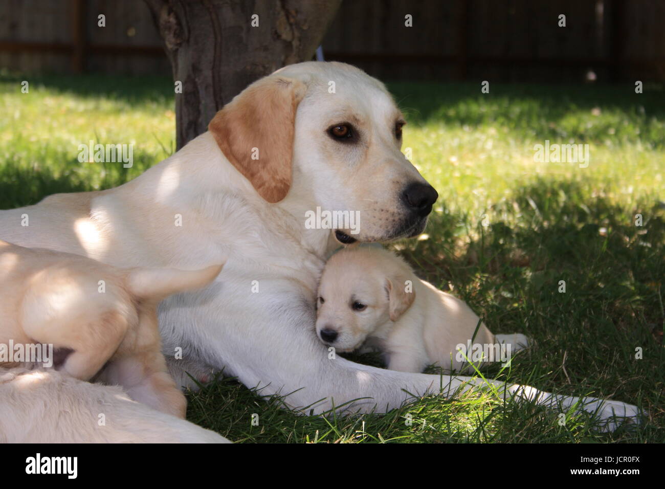 3 week old pups Stock Photo - Alamy