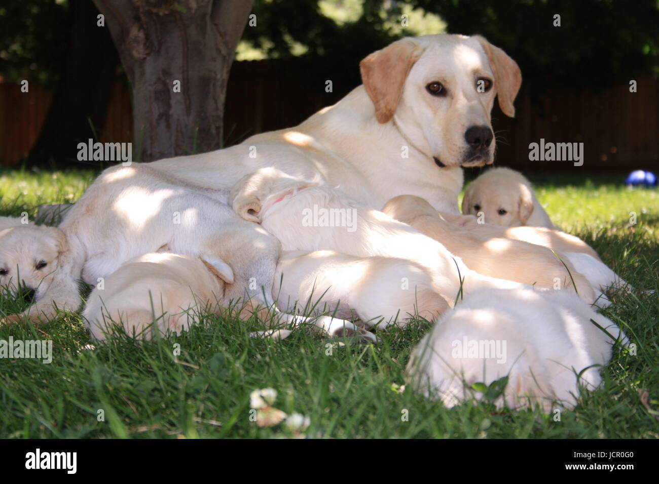 3 week old pups Stock Photo - Alamy
