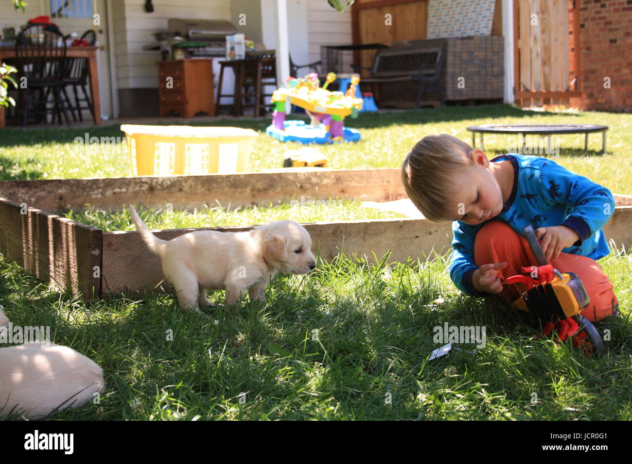 3 week old pups Stock Photo - Alamy