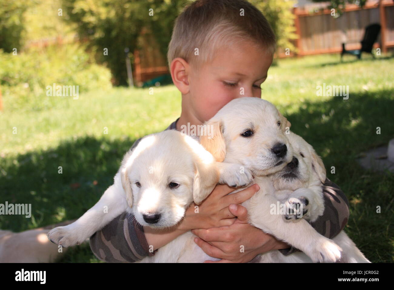3 week old pups Stock Photo - Alamy