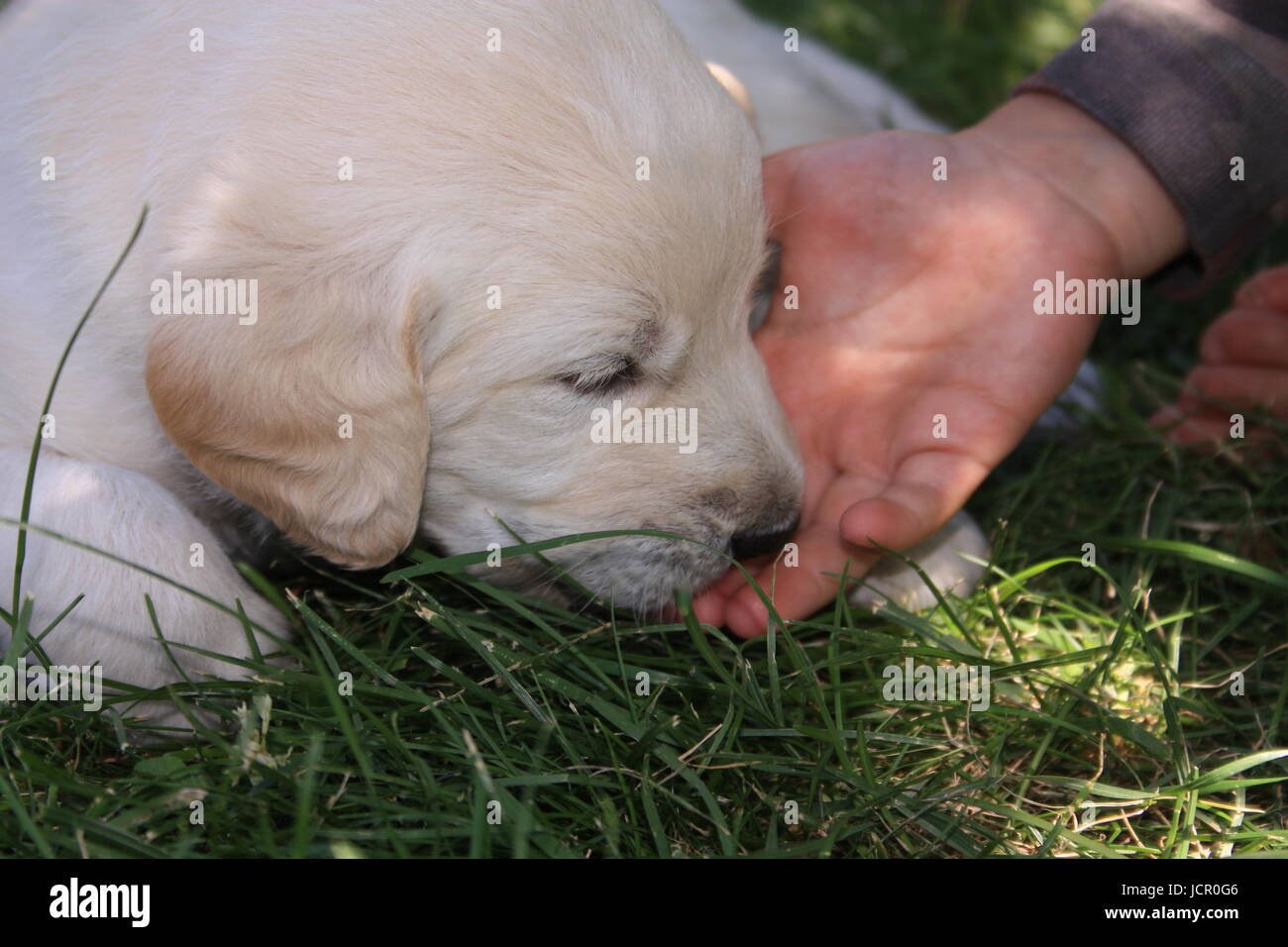 3 week old pups Stock Photo - Alamy