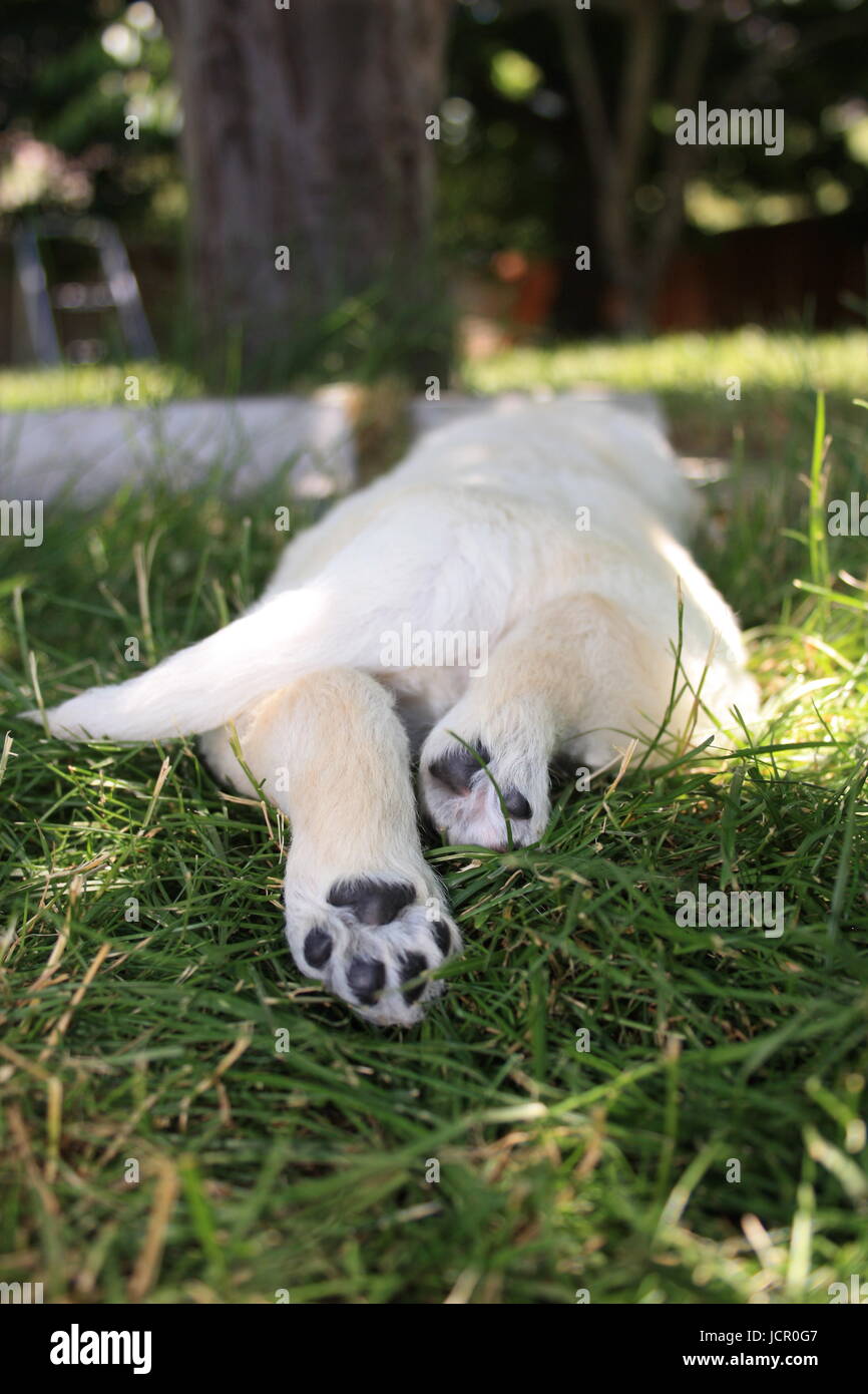 3 week old pups Stock Photo - Alamy