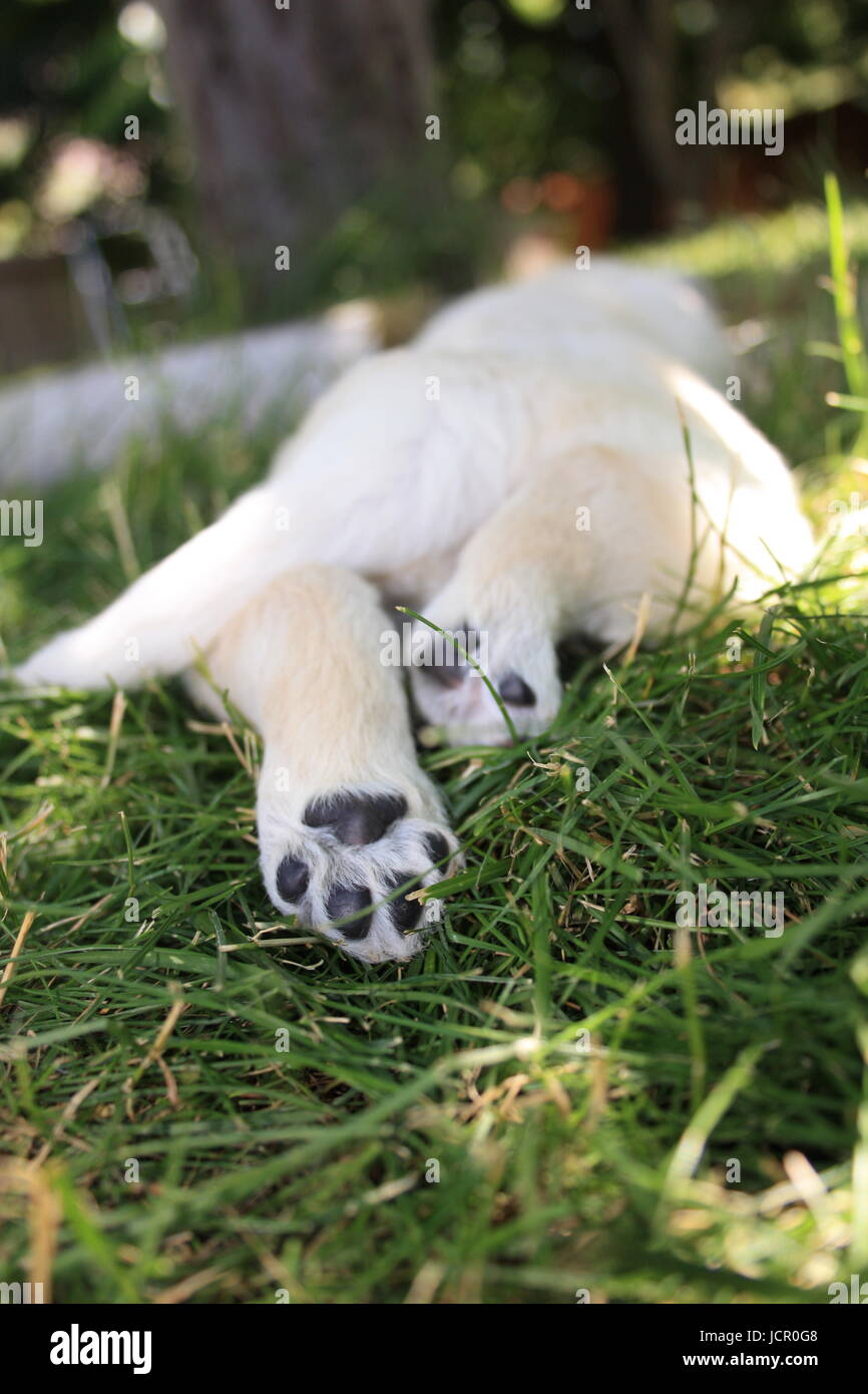 3 week old pups Stock Photo - Alamy