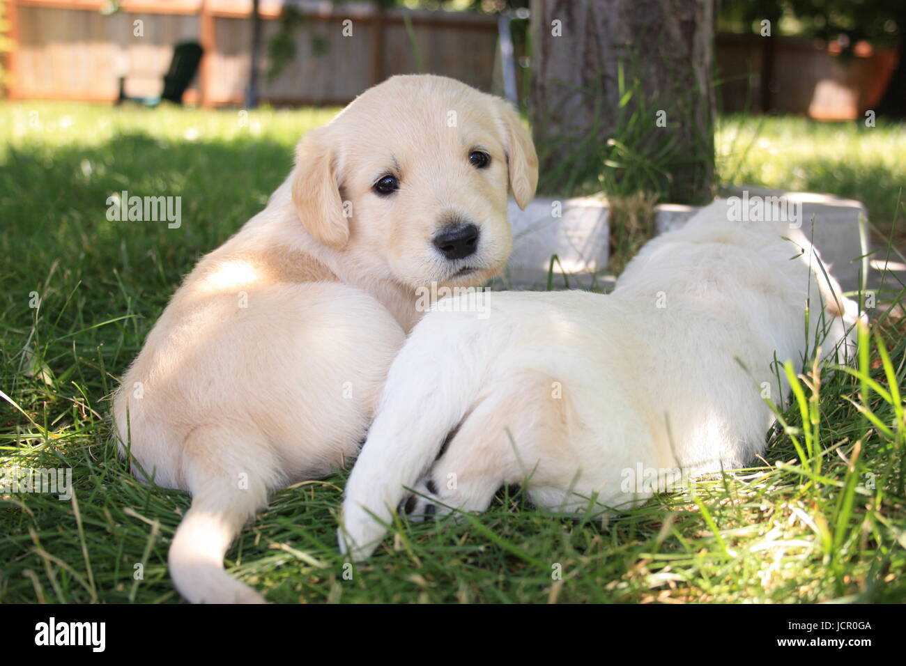 3 week old pups Stock Photo - Alamy