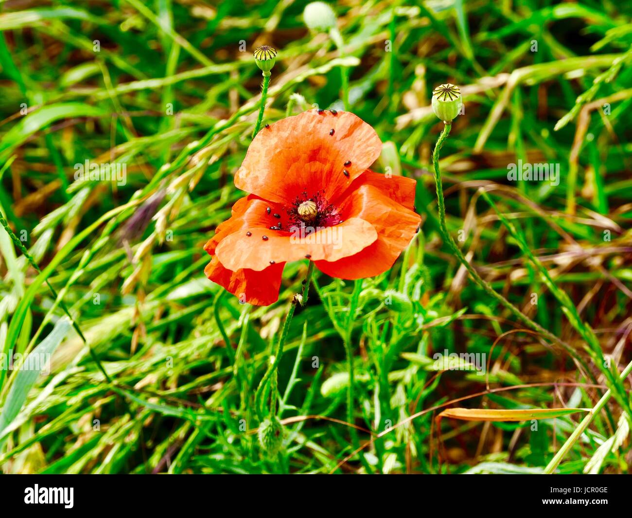 Poppy with tiny beetles hi-res stock photography and images - Alamy