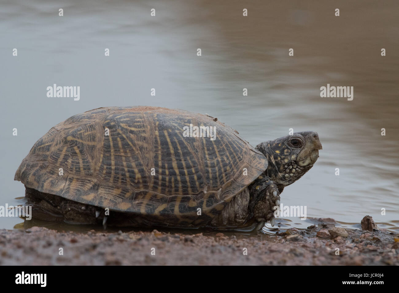 Female Desert Box Turtle, (Terrapene ornate luella), Dona Anna co., New ...