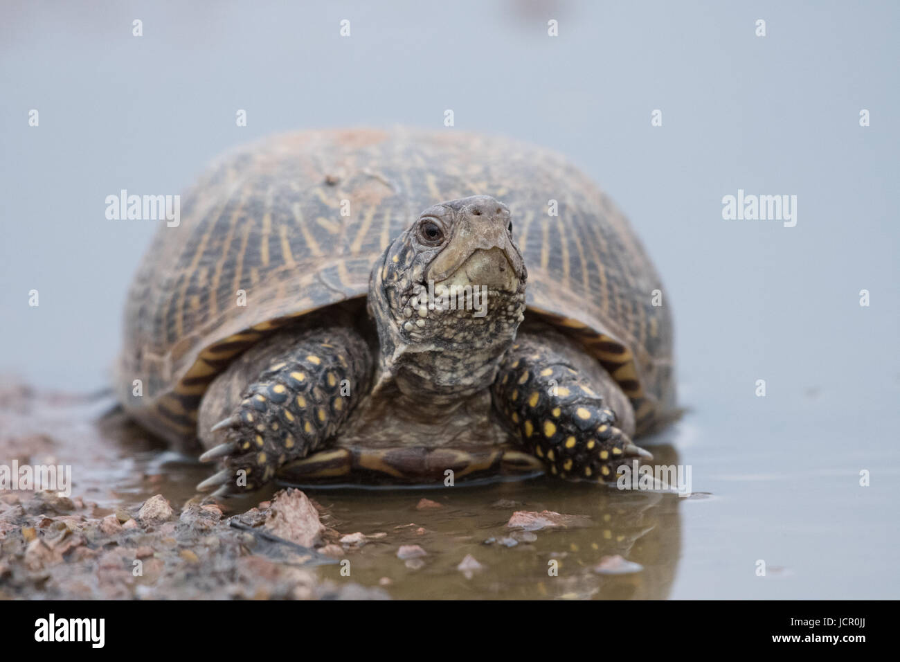 Female Desert Box Turtle, (Terrapene ornate luella), Dona Anna co., New ...