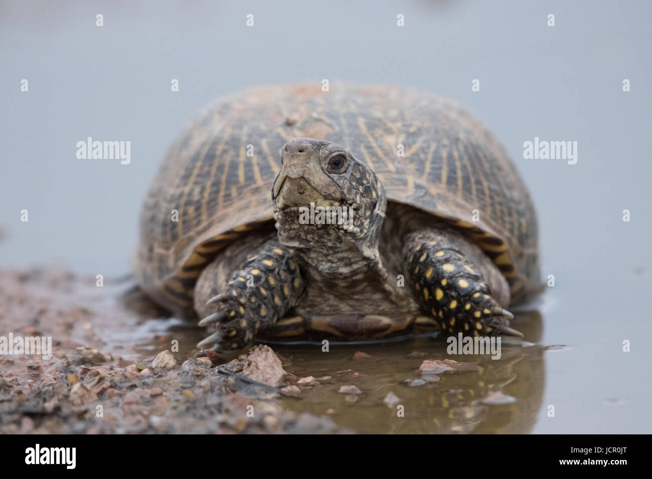 Female Desert Box Turtle, (Terrapene ornate luella), Dona Anna co., New ...