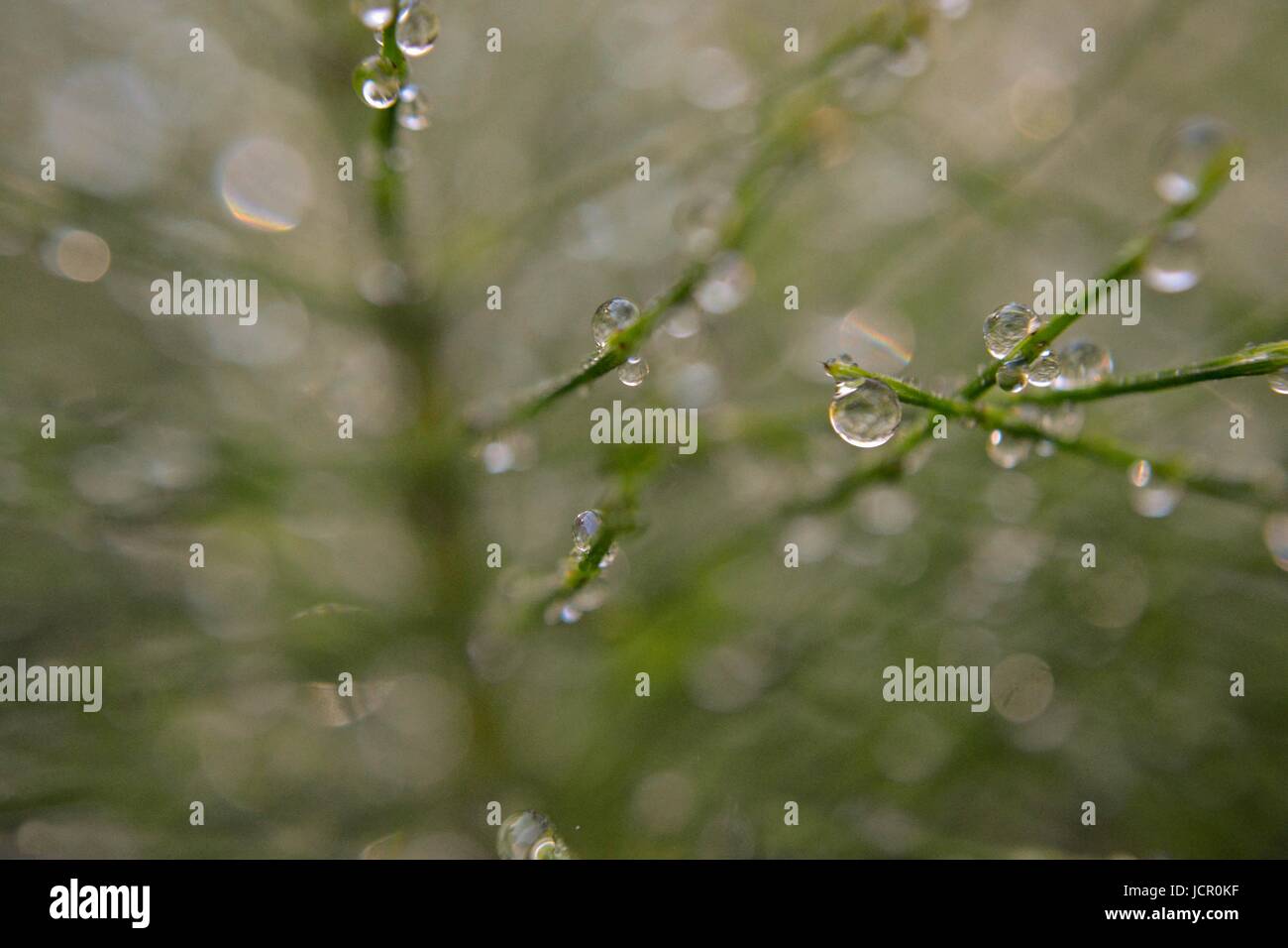 Little rainy drops in the grass Stock Photo - Alamy