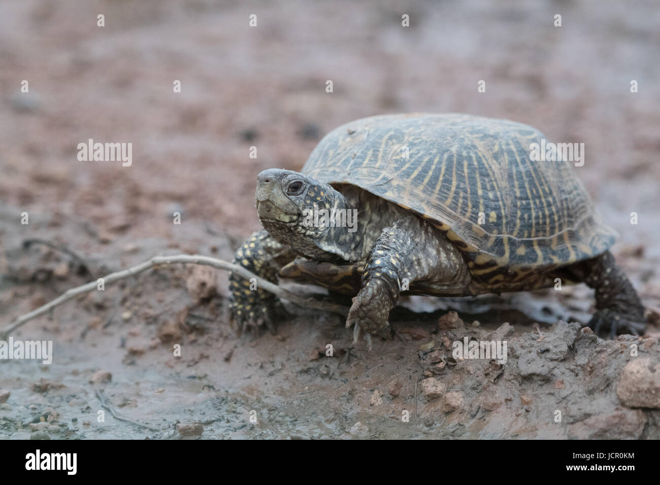 Female Desert Box Turtle, (Terrapene ornate luella), Dona Anna co., New ...
