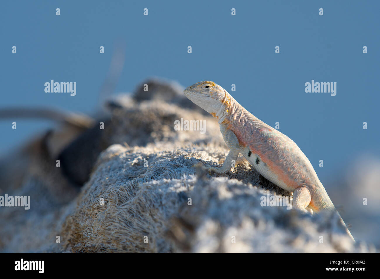 Female Bleached Earless Lizard, (Holbrookia maculate ruthveni), in ...