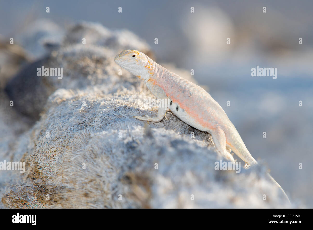 Female Bleached Earless Lizard, (Holbrookia maculate ruthveni), in ...