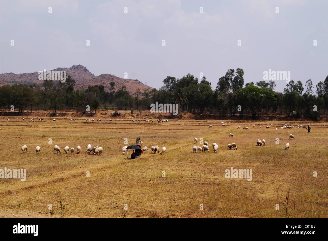 Animal farming hi-res stock photography and images - Alamy