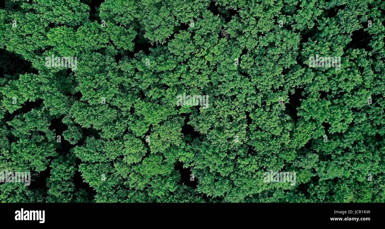 Aerial Drone View Of Forest Trees Landscape In Summer Stock Photo - Alamy