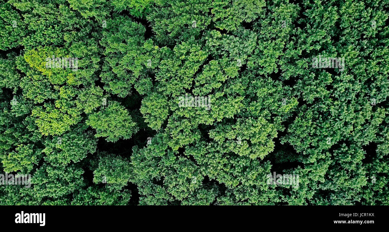 Aerial Drone View Of Forest Trees Landscape In Summer Stock Photo - Alamy