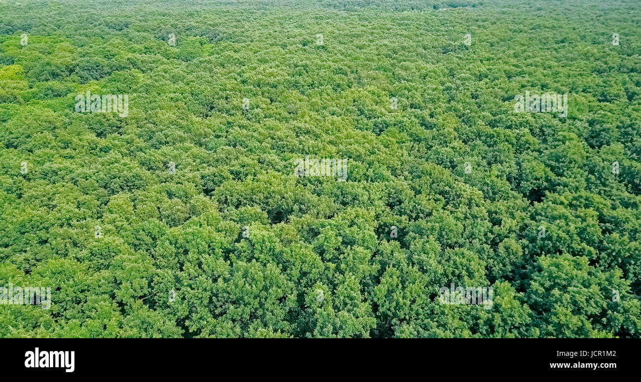 Aerial Drone View Of Forest Trees Landscape In Summer Stock Photo - Alamy