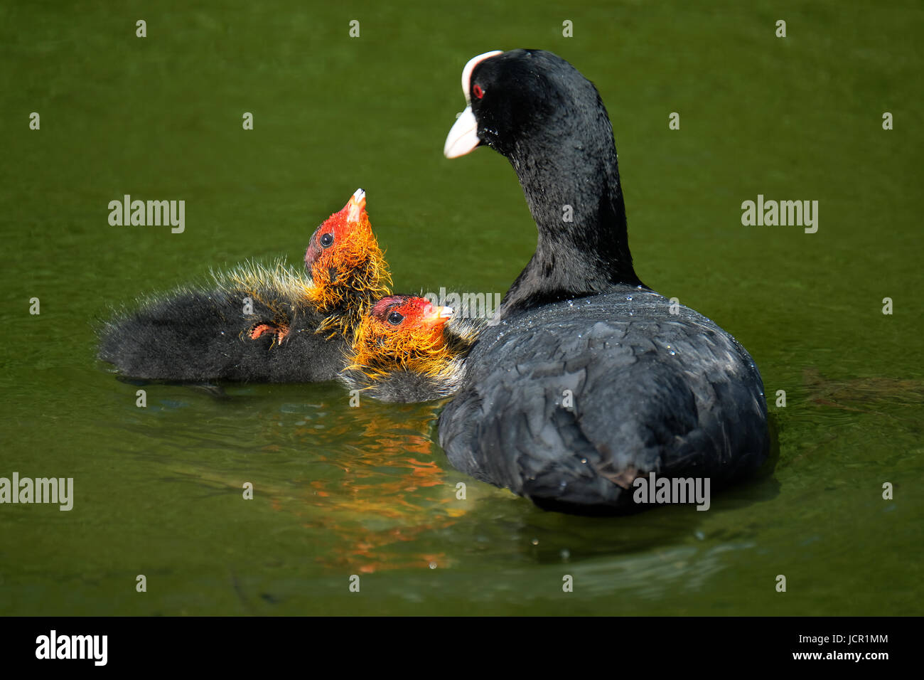 Female Coot feeding two young birds Stock Photo - Alamy