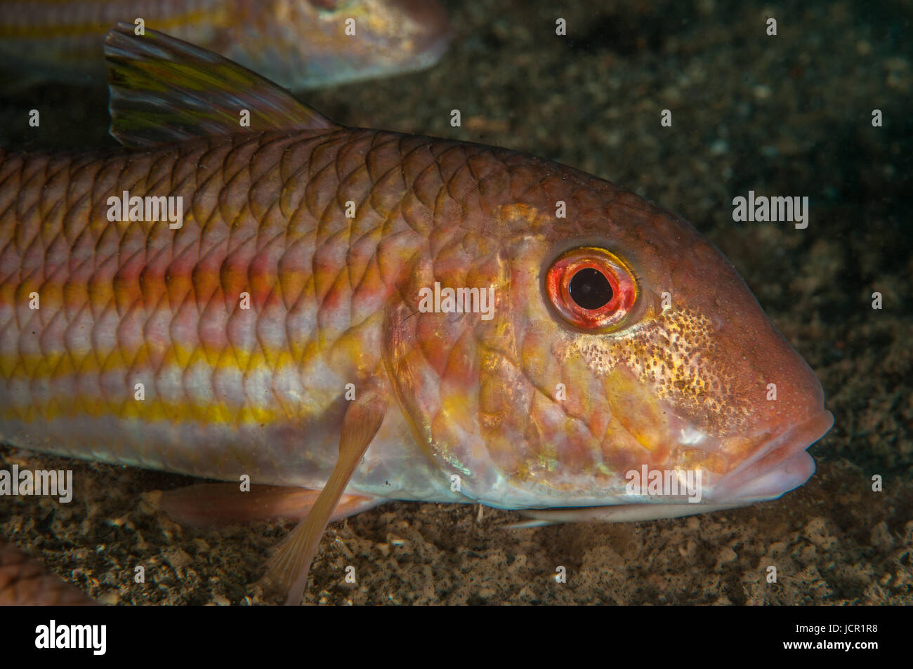 Striped mullet hi-res stock photography and images - Alamy