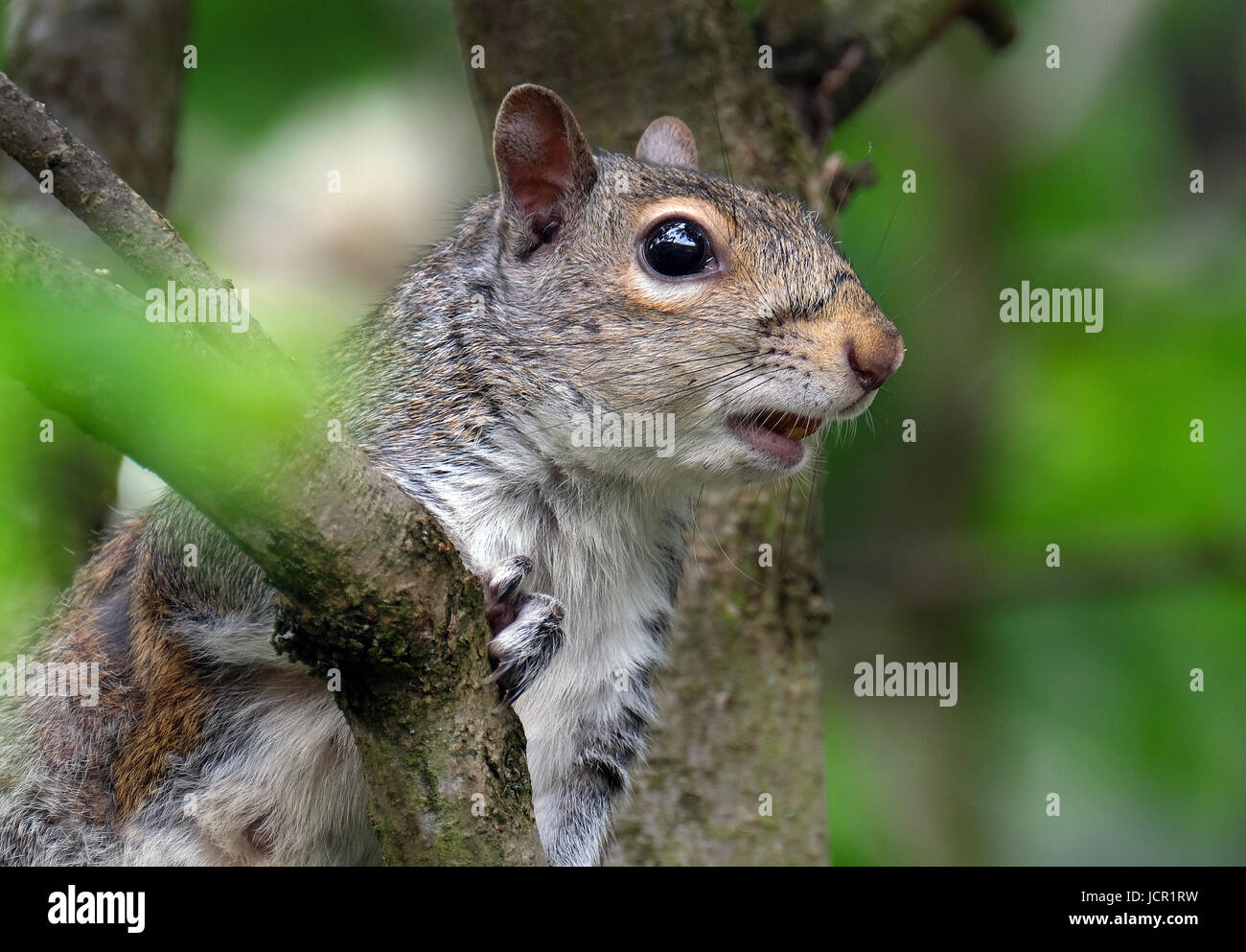 Tree squirrel in the genus sciurus hi-res stock photography and images ...
