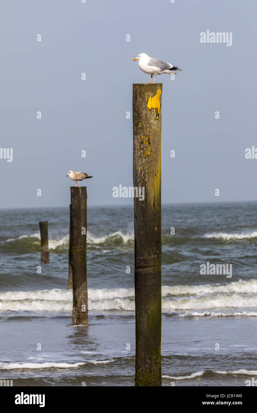 North Sea island, Norderney, East Frisia, Germany, Beach, sea birds ...
