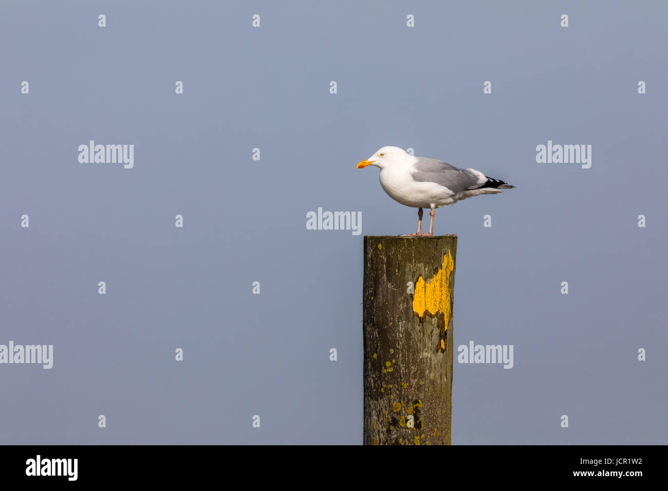 North Sea island, Norderney, East Frisia, Germany, Beach, sea birds ...