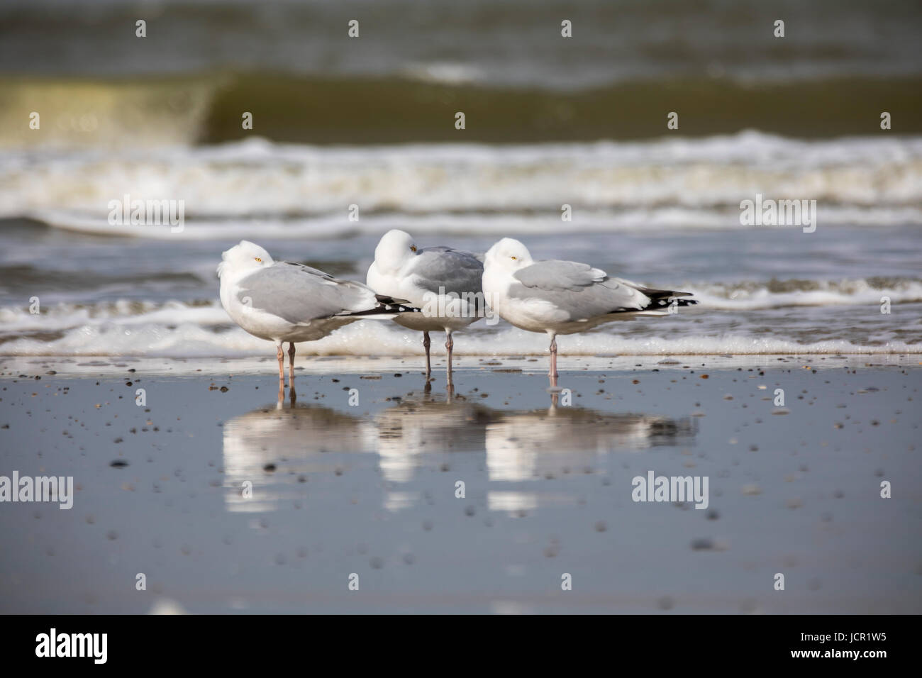North Sea island, Norderney, East Frisia, Germany, Beach, sea birds ...
