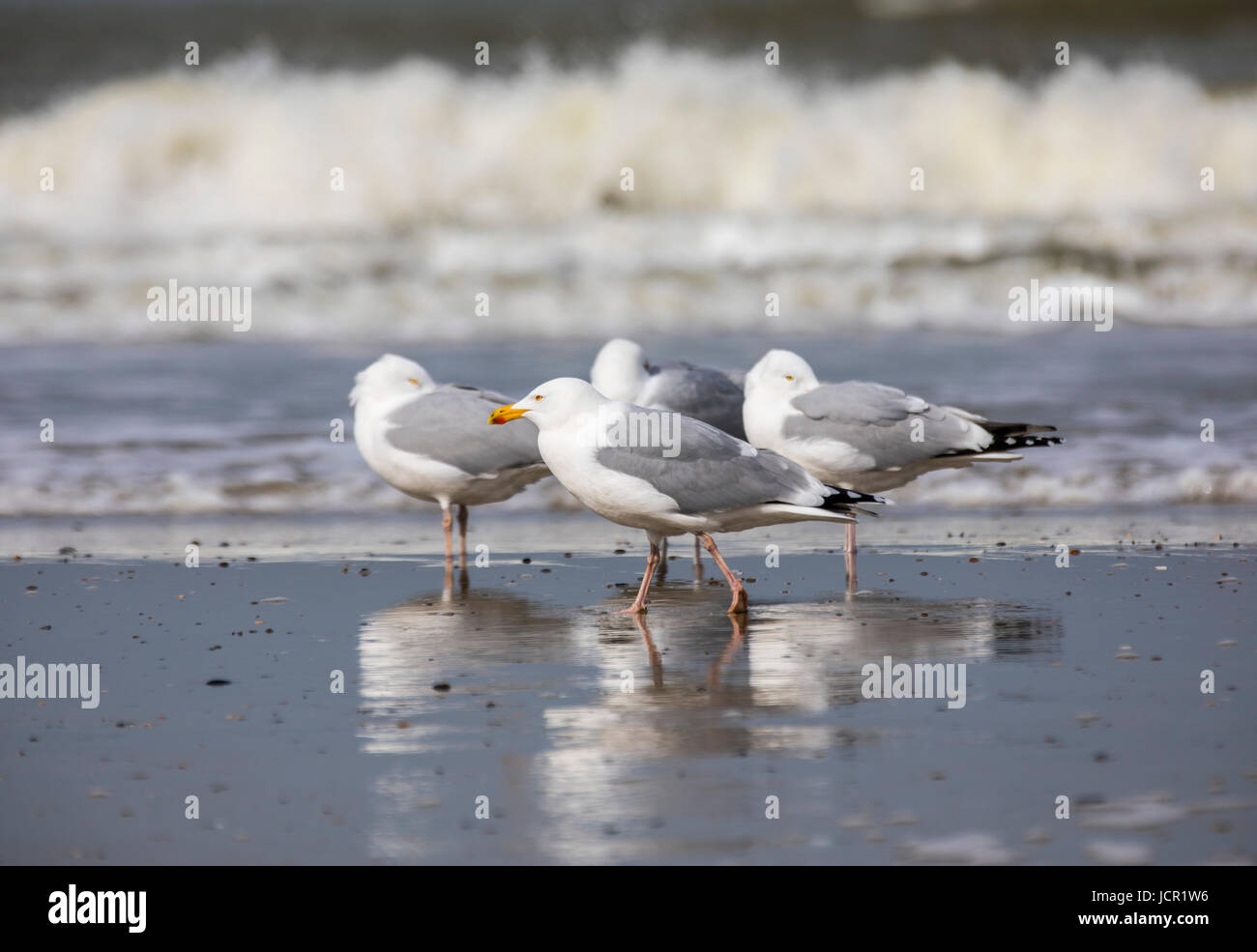 North Sea island, Norderney, East Frisia, Germany, Beach, sea birds ...