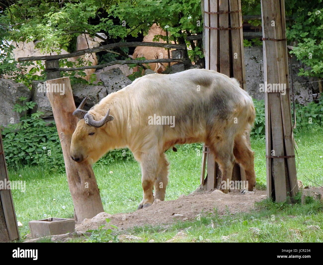 Golden takin, (Budorcas taxicolor bedfordi Stock Photo - Alamy