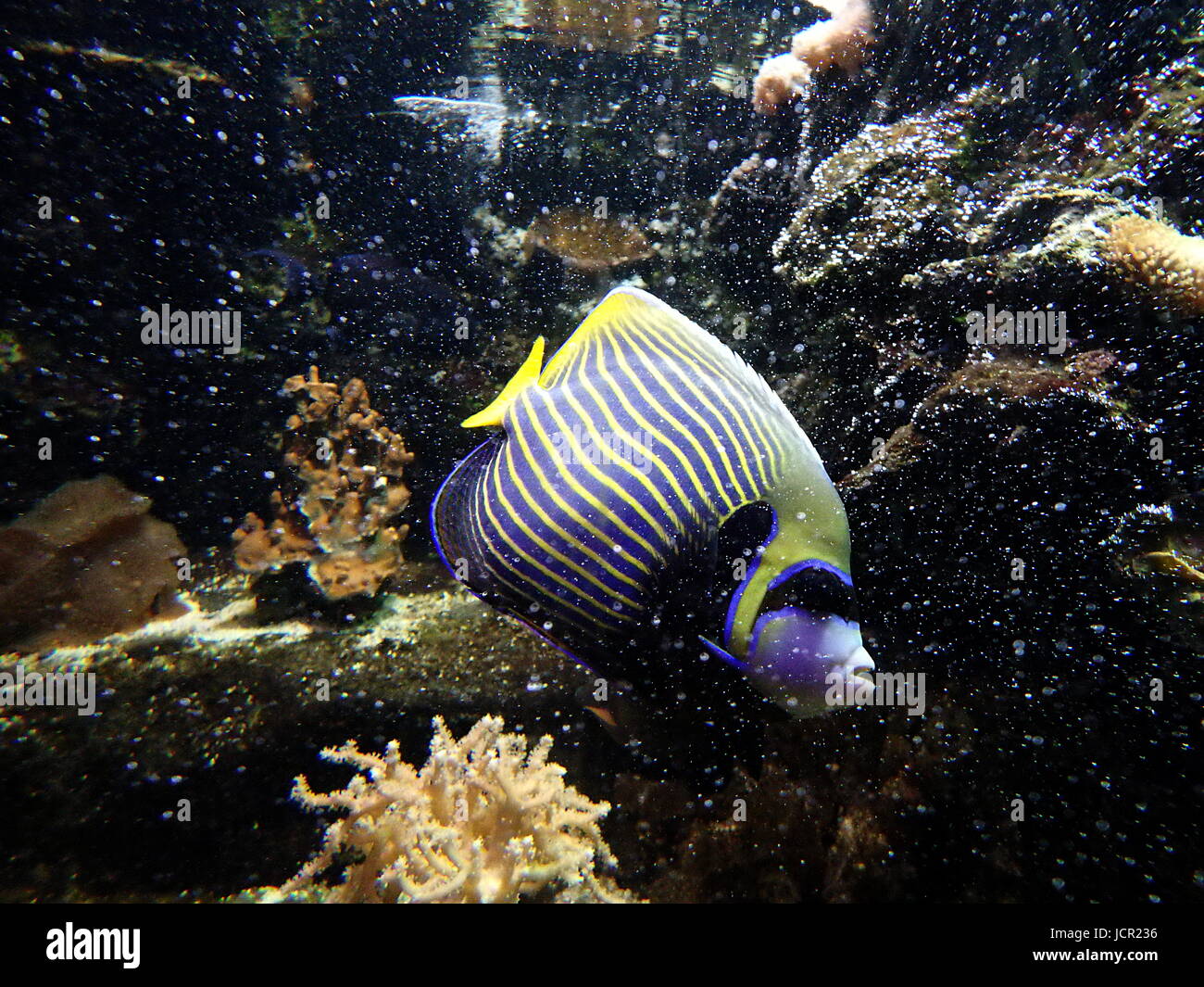 Emperor Angelfish fish on coral reef, (Pomacanthus imperator Stock ...