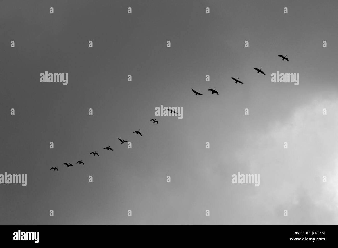 Birds In Line Stock Photo - Alamy