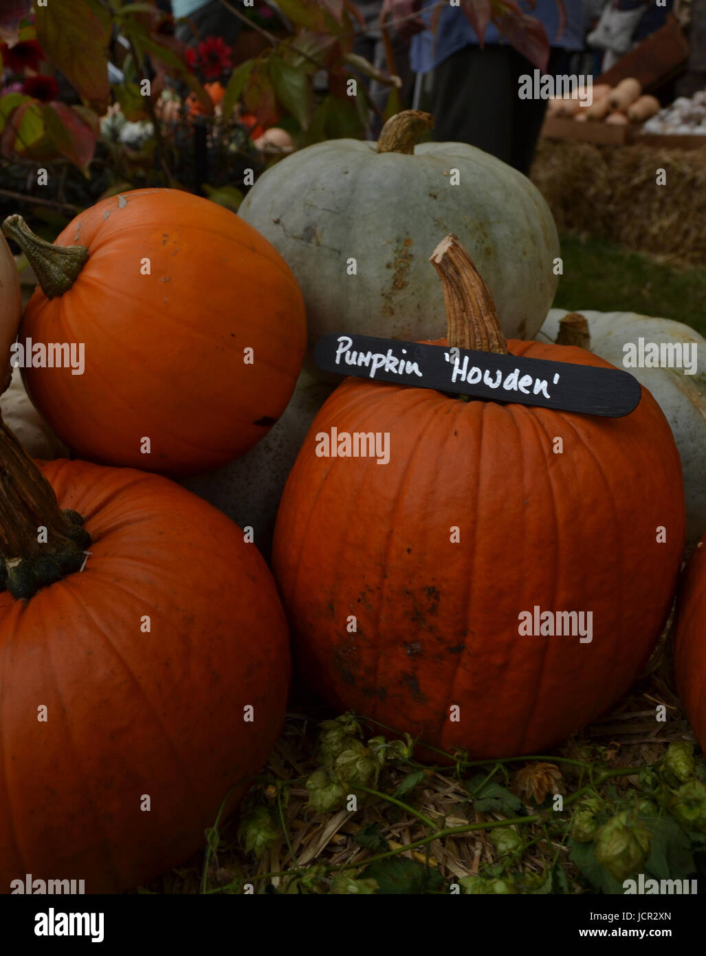 Howden pumpkin hi-res stock photography and images - Alamy