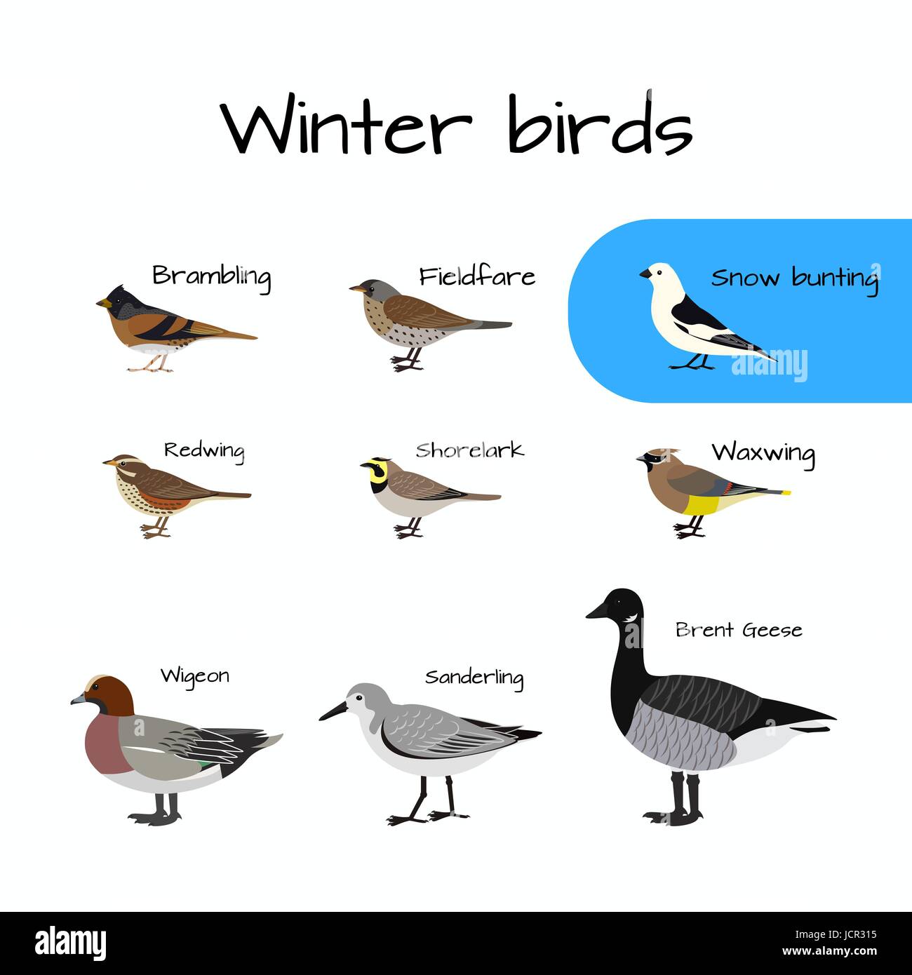 Redwing bird Stock Vector Images - Alamy