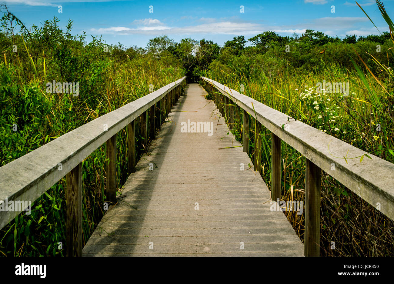 Walking in the Wild of the Florida Everglades Stock Photo - Alamy