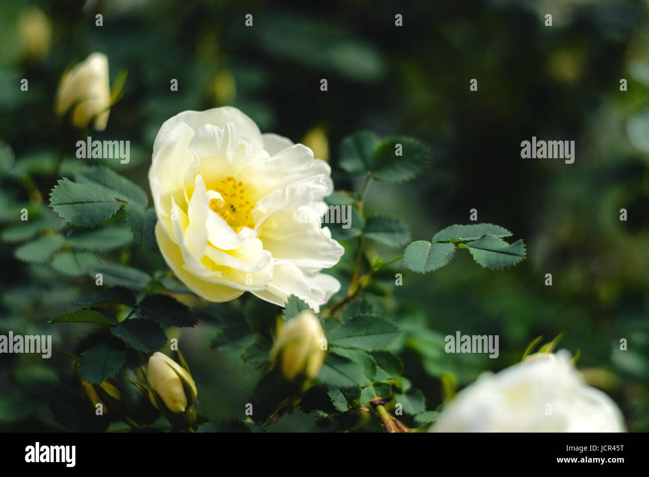 Blooming bush of a white rose. White rose background Stock Photo - Alamy