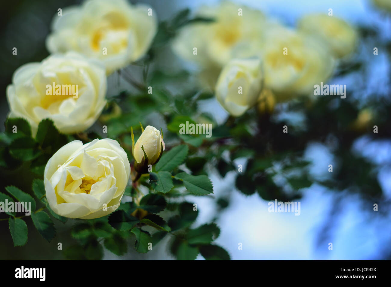 Blooming bush of a white rose. White rose background Stock Photo - Alamy