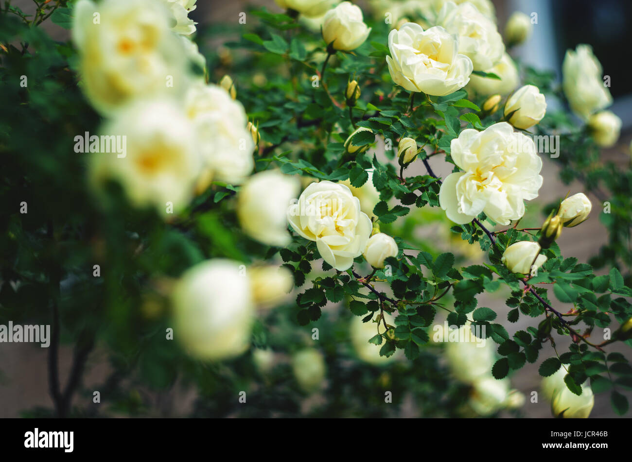 Blooming bush of a white rose. White rose background Stock Photo - Alamy
