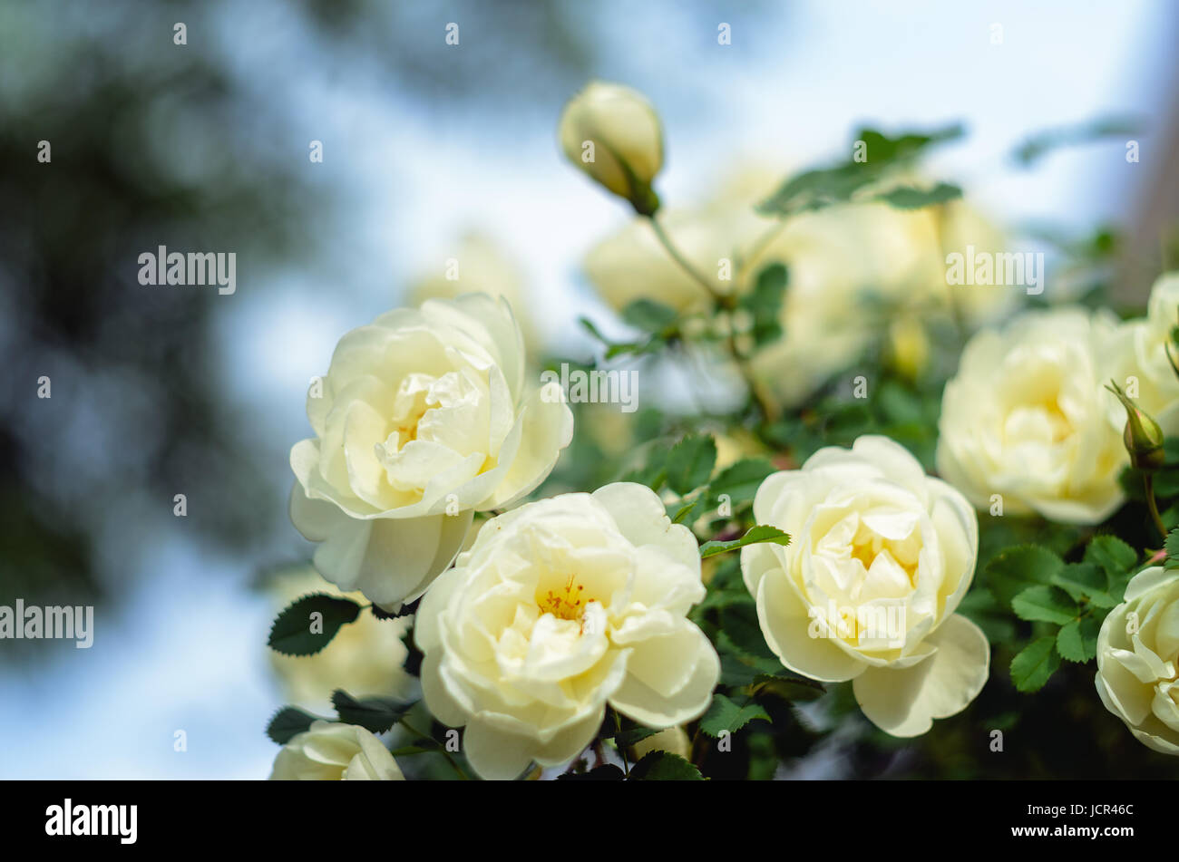 Blooming bush of a white rose. White rose background Stock Photo - Alamy