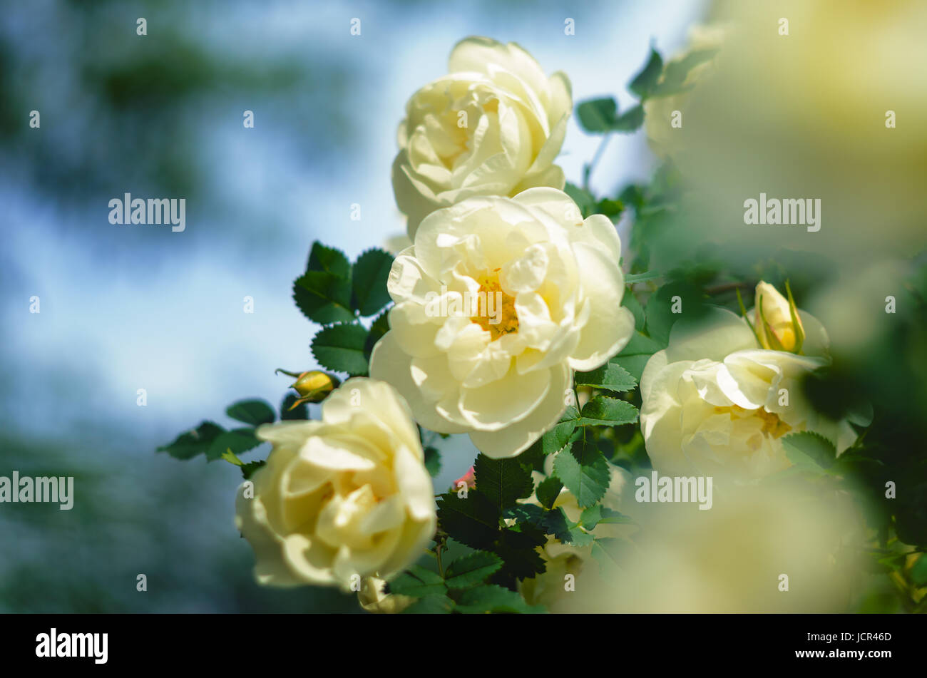 Blooming bush of a white rose. White rose background Stock Photo - Alamy