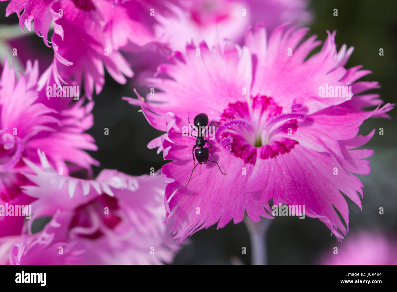 Macro ant in a pink flower Stock Photo - Alamy