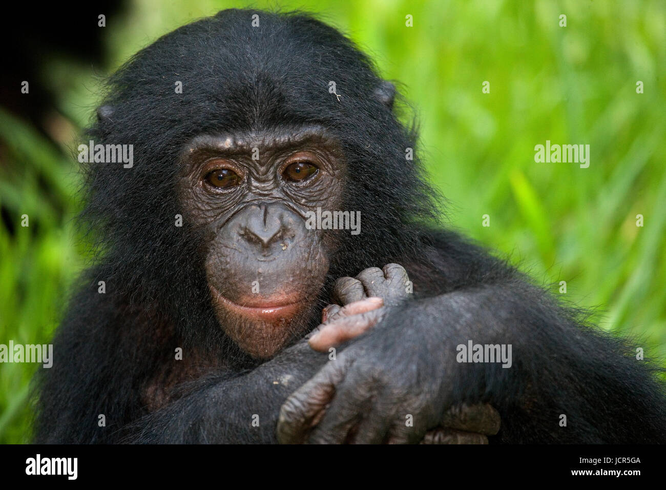 Portrait of a baby bonobo. Democratic Republic of Congo. Lola Ya BONOBO ...